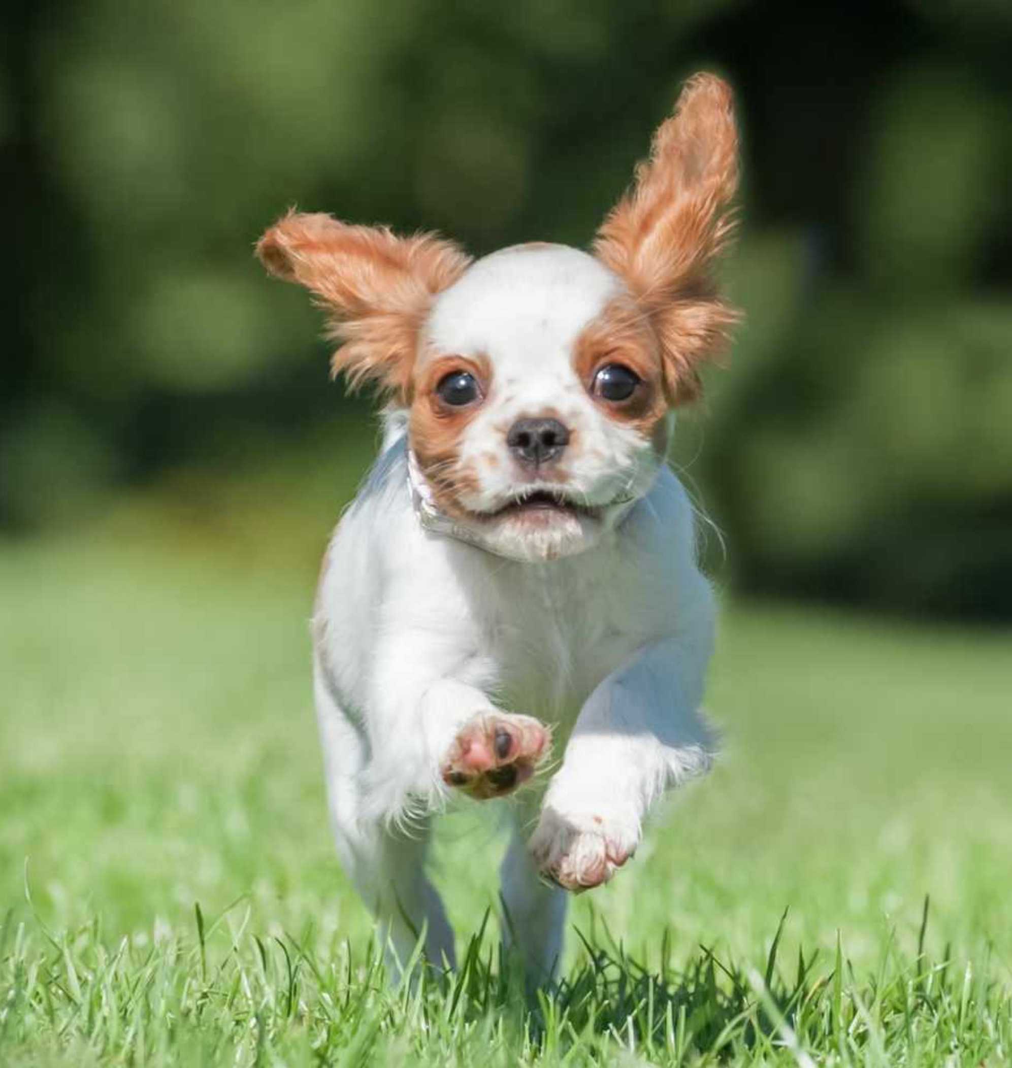 Exercising your puppy – Ōtaki Vets