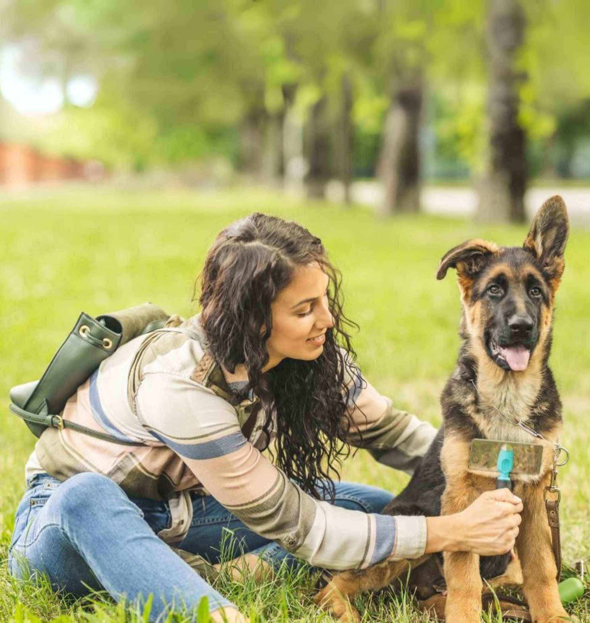 Grooming 101: Double Coated Dogs – Ōtaki Vets