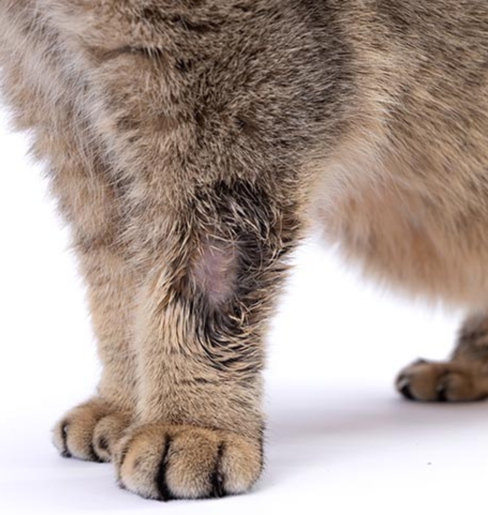 Ringworm in Cats – All you need to know - Ōtaki Vets