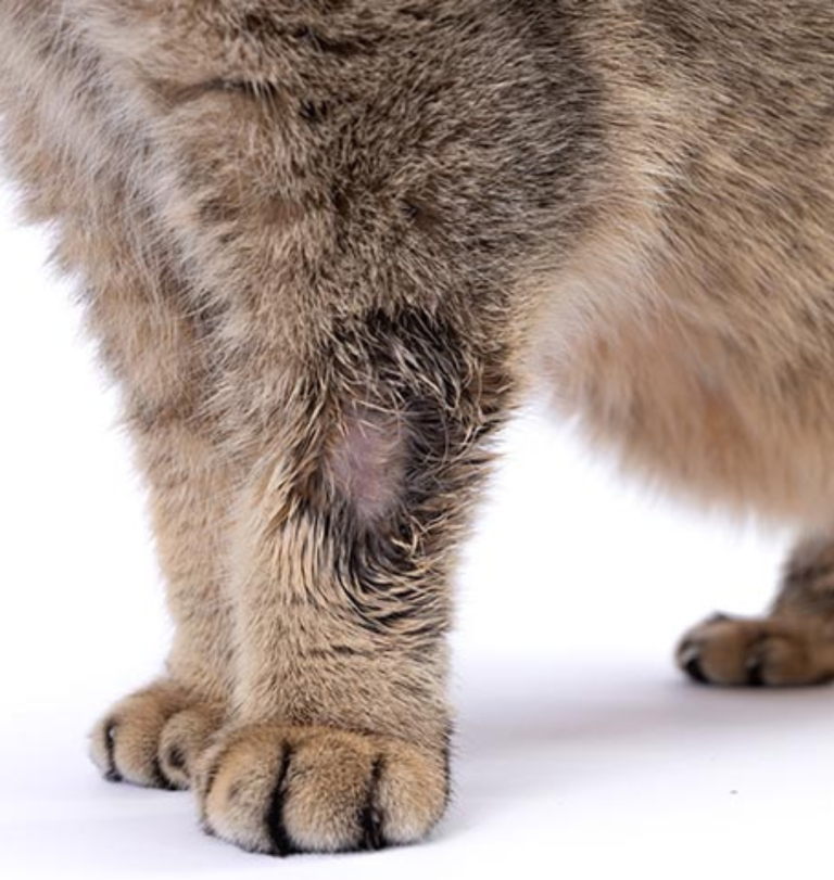 Ringworm in Cats – All you need to know – Ōtaki Vets